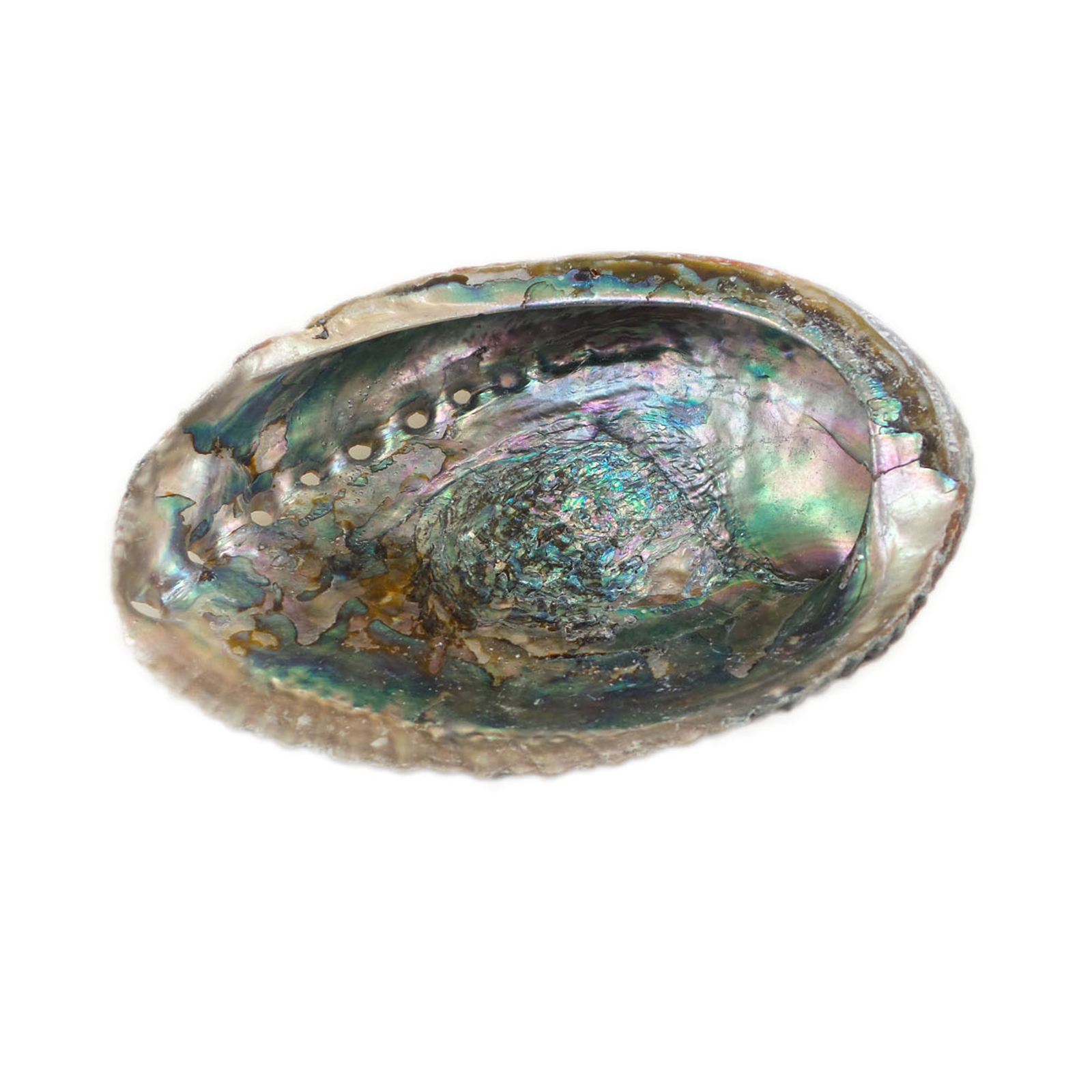 Buy the U.S. Shell Abalone Shell, Blue at Michaels